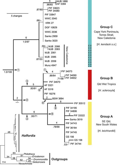 Gene Tree Based On Phylogenetic Analysis Of Nrdna Its Ets Sequences
