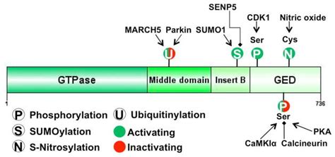 Schematic Of Drp1 Domain Structure And Posttranslational Modifications Download Scientific