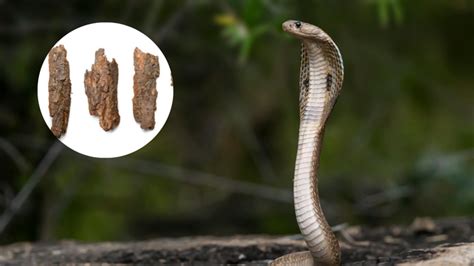 पहाड़ी पेड़ की छोटी सी लकड़ी है सांप की जानी दुश्मन घर में रखी हो तो दूर से ही सूंघकर नाप लेते