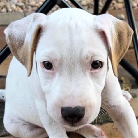 Adopt Midgy 828996 Mackay Animal Rescue Society