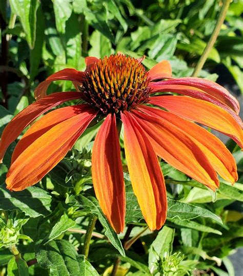 Echinacea X Cheyenne Spirit Cheyenne Spirit Coneflower From Dietrich
