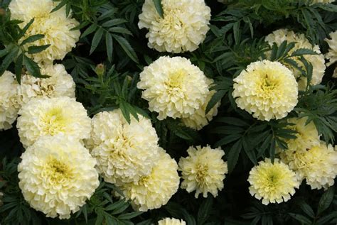 Every Marigold Flower Color With Photos