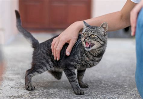 Почему кошки шипят Новости Видаль Cправочник лекарственных препаратов