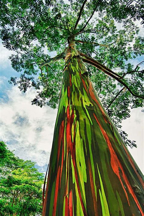 Rainbow Eucalyptus Tree On