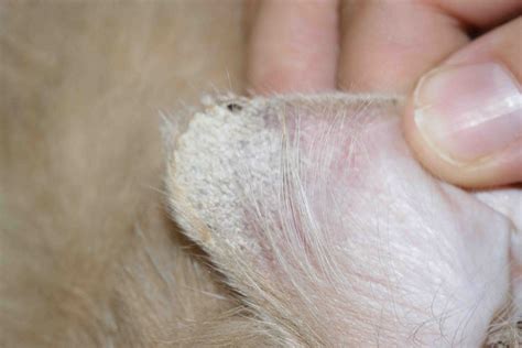 Teigne Chez Les Animaux Symptômes Et Traitements