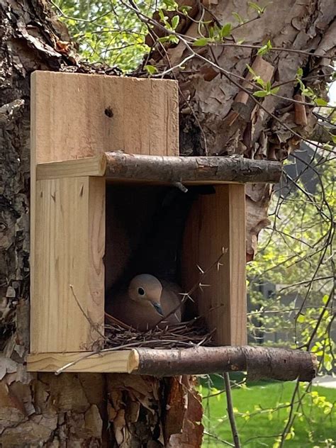 Cedar Bird Nesting Platform Shelter • Cedar Bird Nesting Box • Dove