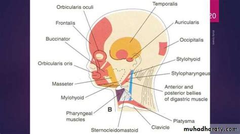 Embryology Pptx دلمى العلاف Muhadharaty