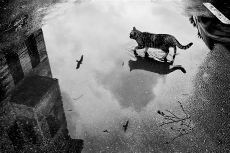 22 Majestic Black And White Photos That Capture The Mysterious Lives Of