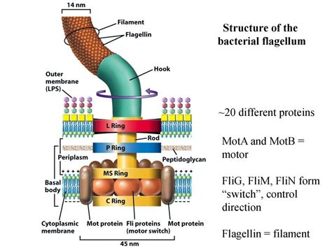 Classification Of Prokaryotic Cellular Features Ppt Download
