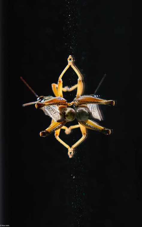 Grasshopper On Window Behance