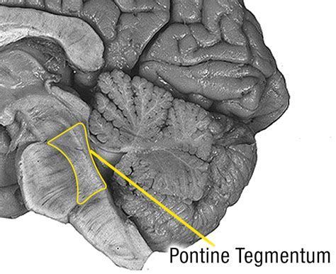 Anatomyfunction Of The Pons Cristian Rivera Foundation