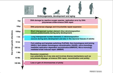 Somatic Mosaicism In Healthy Human Tissues Trends In Genetics