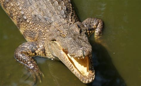 Australias Defence Department Charged After Crocodile Attacks 2 Soldiers