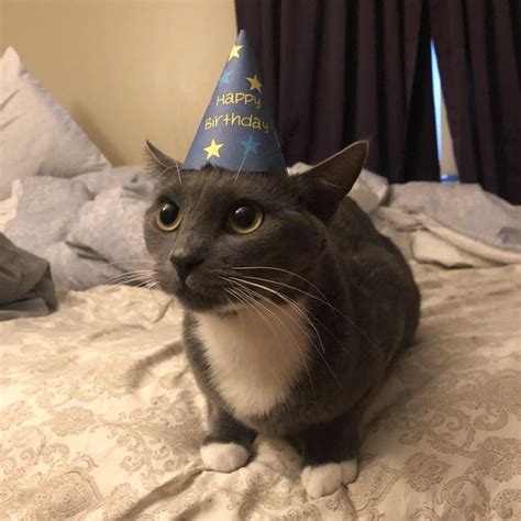 Celebrate Your Cats First Birthday With These Adorable Photos Cat Wearing Birthday Hat Cute