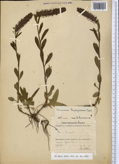 MW0875869, Veronica porphyriana (Вероника Порфирия), specimen