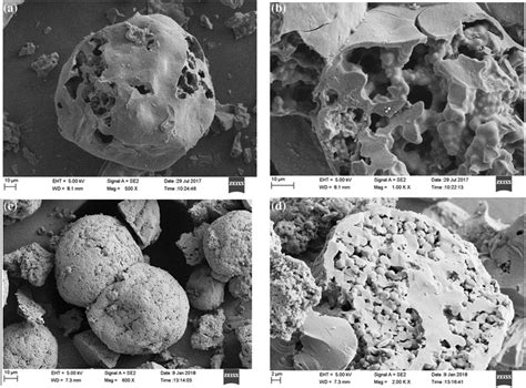 sem micrographs a external morphology and b internal structure of the