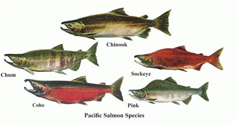 The 5 Iconic Species Of Pacific Salmon