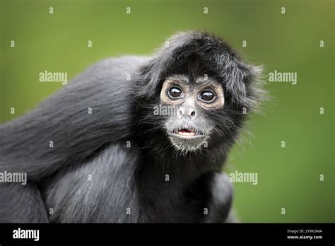 Brown Headed Spider Monkey Ateles Fusciceps Robustus Adult