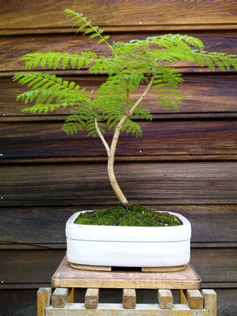Royal Poinciana Bonsai Project