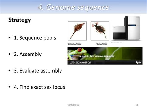 Ppt Artemia Genome And Sex Locus Powerpoint Presentation Free Download