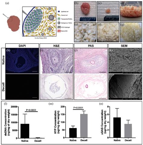 Decellularization Process And Tissue Characterization A The Download Scientific Diagram
