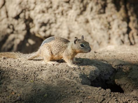 What Color Are Ground Squirrels