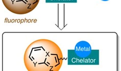 Rational Design Of Fluorescent Organometallic Complexes — Dipc