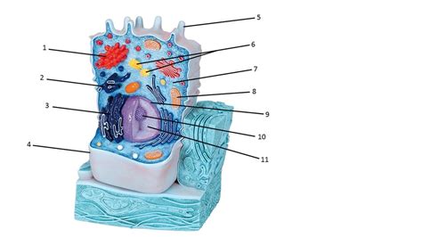 Cell Diagram Diagram Quizlet