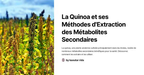 La Quinoa Et Ses Méthodes Dextraction Des Métabolites Secondaires