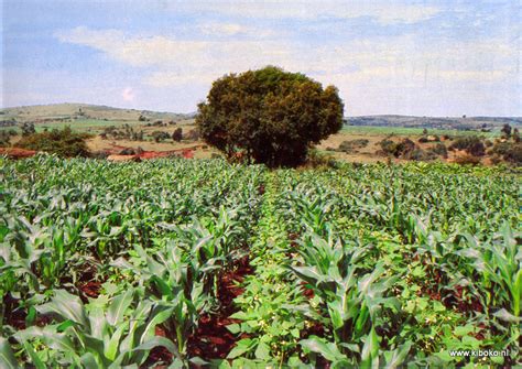 Intercropping Kiboko