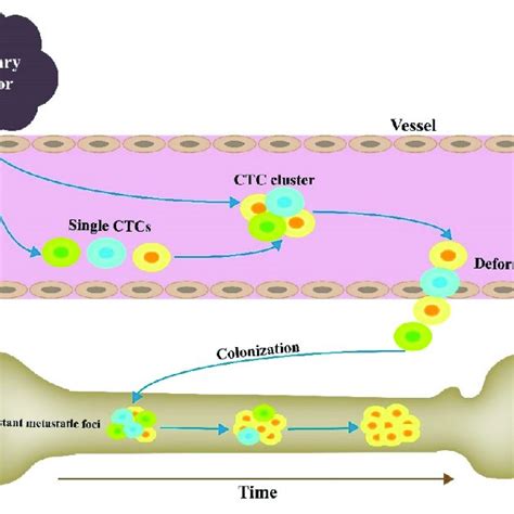 Illustrations Of Circulating Tumor Cell Ctc Cluster Formation