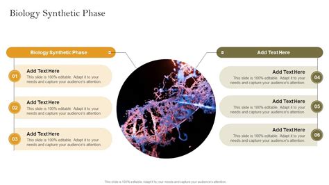 Biology Synthetic Phase In Powerpoint And Google Slides Cpp PPT Presentation