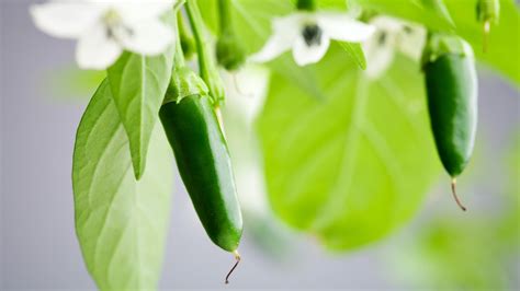 Serrano Chili Pepper Plants