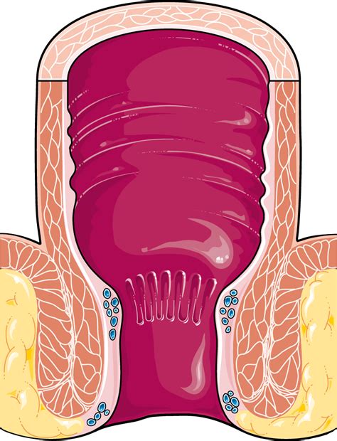 Human Male Anus Anatomy