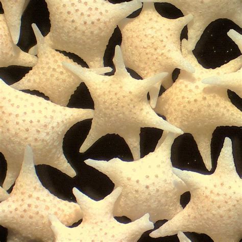 Sable Au Microscope Meilleurs Microscopes