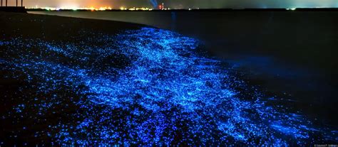 Bioluminescent Plankton Ocean