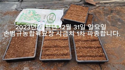 231231일 시금치1차파종 23년계묘년마지막날 상자텃밭농장 시금치다섯판 시금치심는즐거움 24년갑진년2월수확 손범규농합육묘장 가조농약종묘사