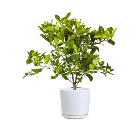 Lime Tree Medium Size Thai Garden Design