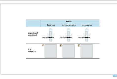 The Scientists Reasoned That Each Of The Three Models Would Predict Different Dna Banding
