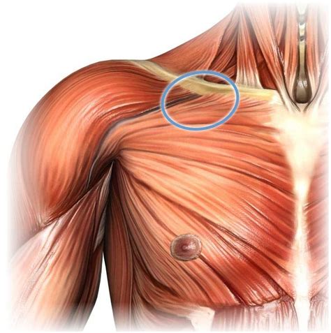Massage Therapy For Pectoralis Major Massage Therapy Massage Tips
