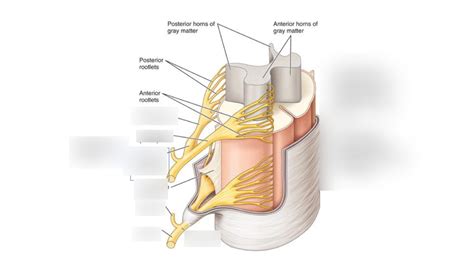 Spinal Nerves Diagram Quizlet