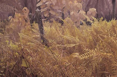 Infrared Landscape Scene At The Outdoor Plantation Overgrown Bushes Stock Photo Image Of Plant