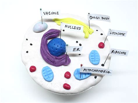 Ways To Make A Model Cell WikiHow