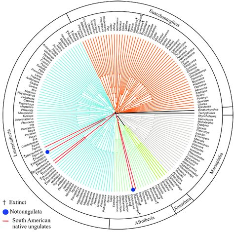 strict consensus of 510 trees 122374 steps in length from