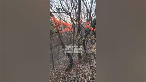 가을숲의 뜨거운 안녕 단풍의 기도고로쇠나무 단풍 수리산 Youtube
