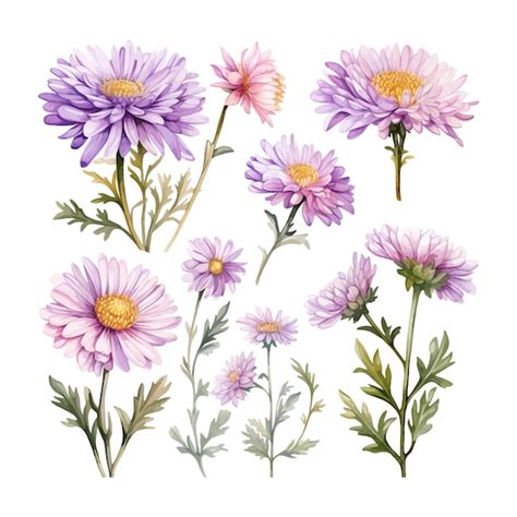 수채화 세트 Aster 꽃 고립 된 ⁇ 색 배경 프리미엄 벡터