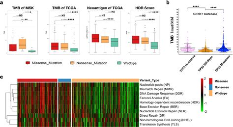 Specific Tp53 Subtype As Biomarker For Immune Checkpoint Inhibitors In Lung Adenocarcinoma