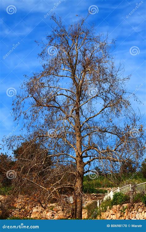 Tree Stock Photo Image Of Birch Overhead Louring Details