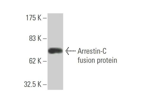Arrestin C Antibody 2d7 Scbt Santa Cruz Biotechnology