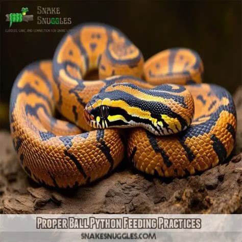 Ball Python Eating Leopard Gecko Risks Safety And Responsible Care